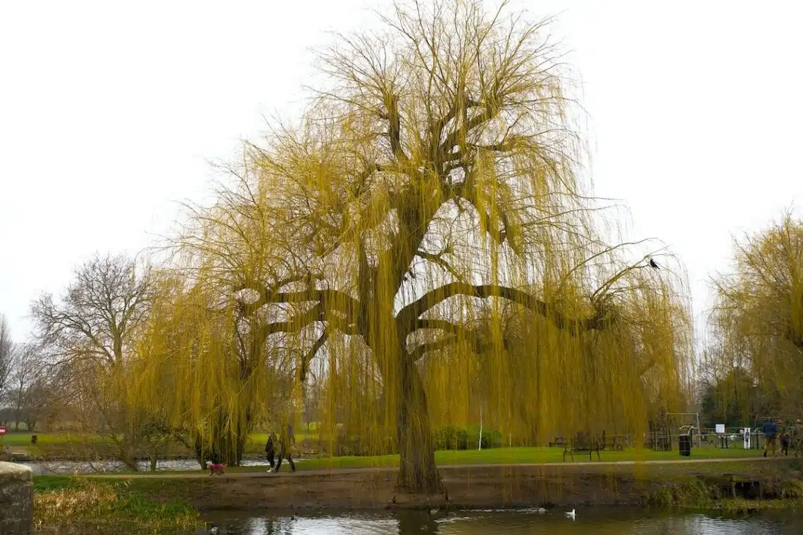 Guide pratique pour la taille du saule crevette : quand et comment le ... Guide pratique pour la taille du saule crevette : quand et comment le ...