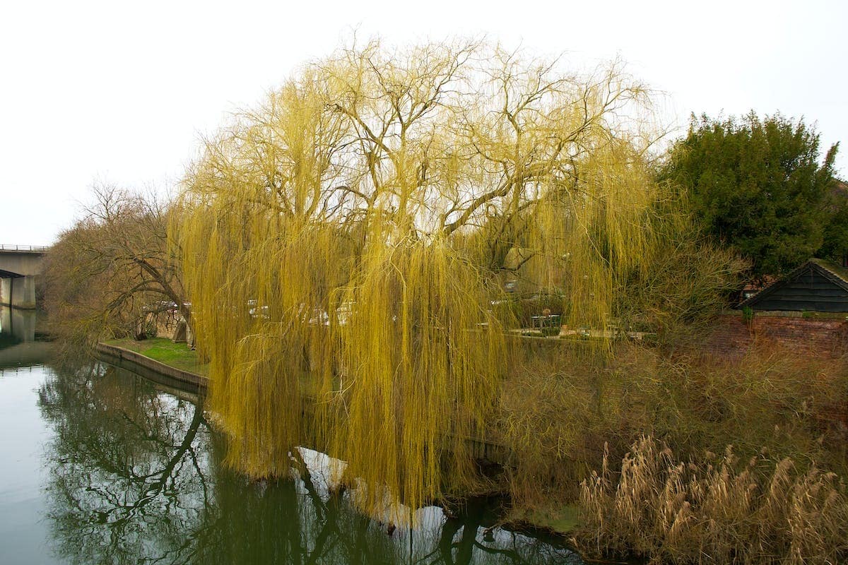 Guide pratique pour la taille du saule crevette : quand et comment le ... Guide pratique pour la taille du saule crevette : quand et comment le ...